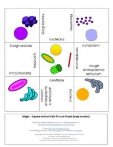Animal Cells Activity or Game for Life Science Lesson or Review - HoJo ...
